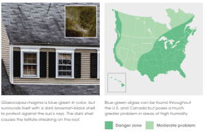 How to Prevent Algae on Your Roof? | Holda Construction